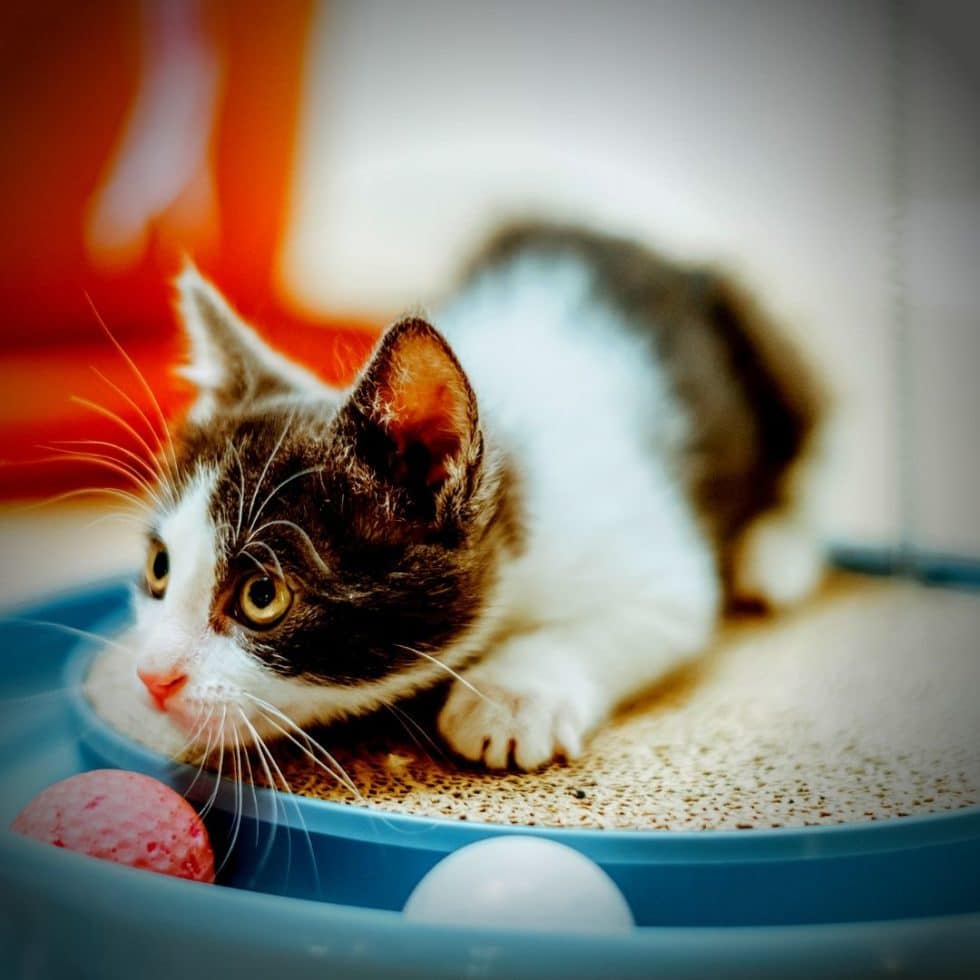 Jouets pour chat : Les Interactifs - La Psy de mon chat