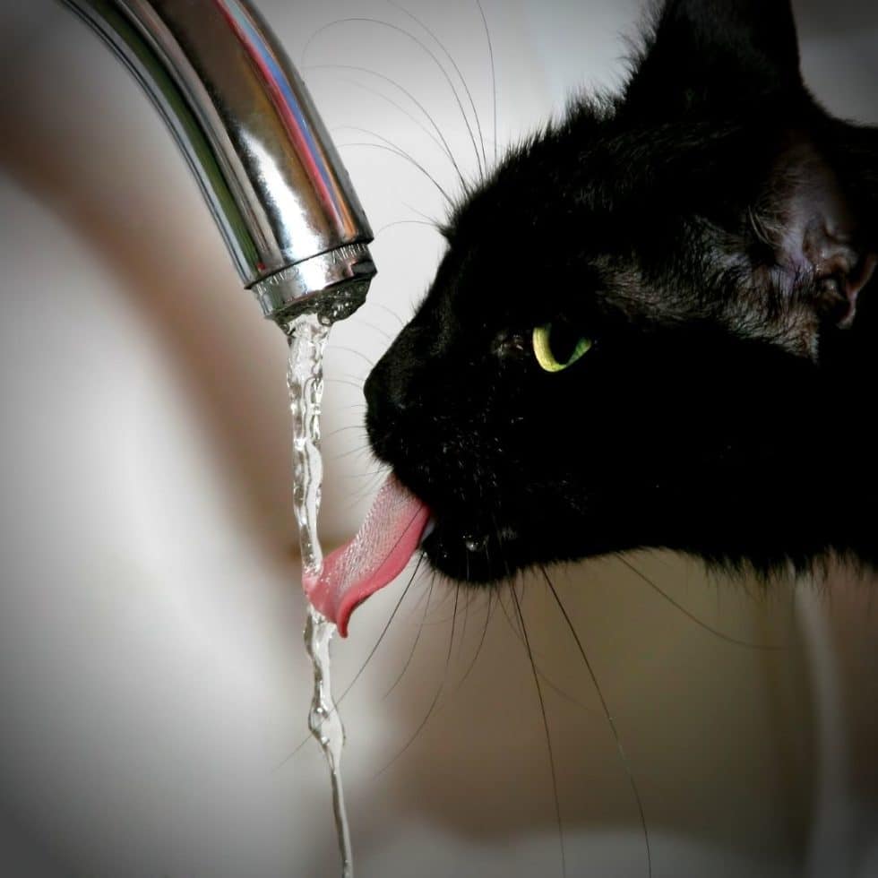 Aider son chat à boire plus d'eau - La Psy de mon chat