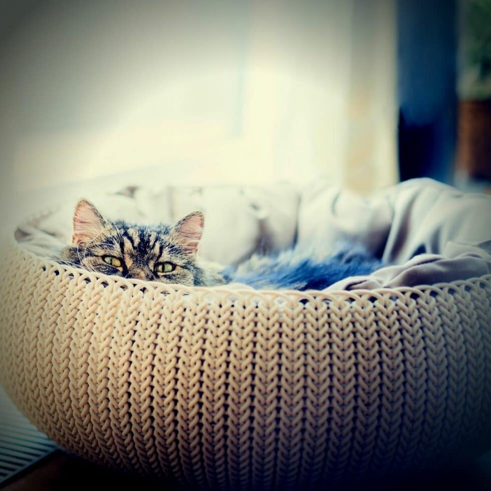 Un griffoir design pour mon chat : Style horizontal, de sol, sofa ...