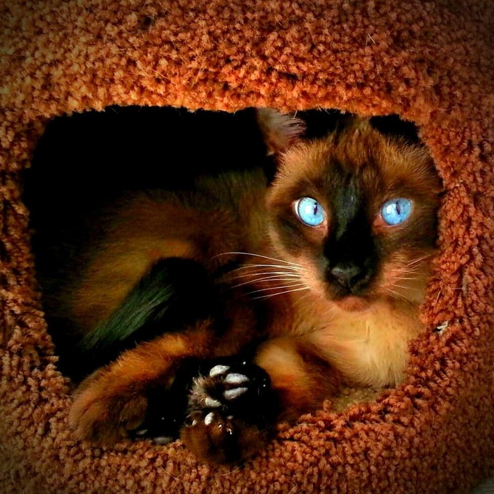 Un griffoir design pour mon chat : Style Maison, Tour ... - La Psy de ...