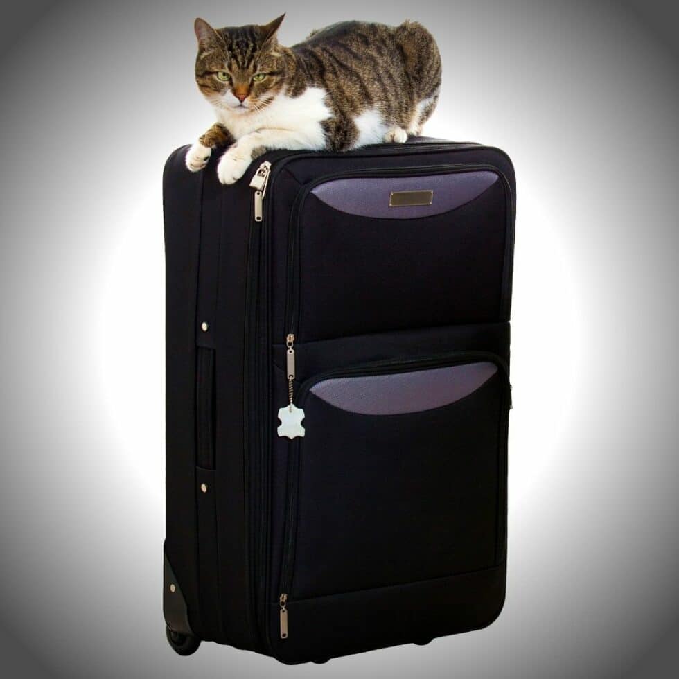 Une caisse de transport idéale pour mon chat - La Psy de mon chat