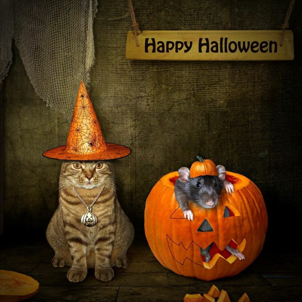 Cadeaux pour chat spécial Halloween - La Psy de mon chat