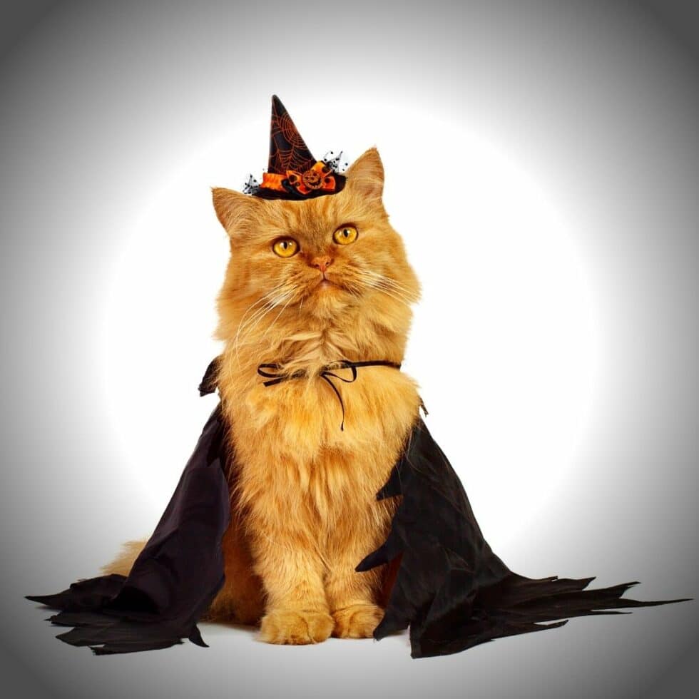 Cadeaux pour chat spécial Halloween - La Psy de mon chat
