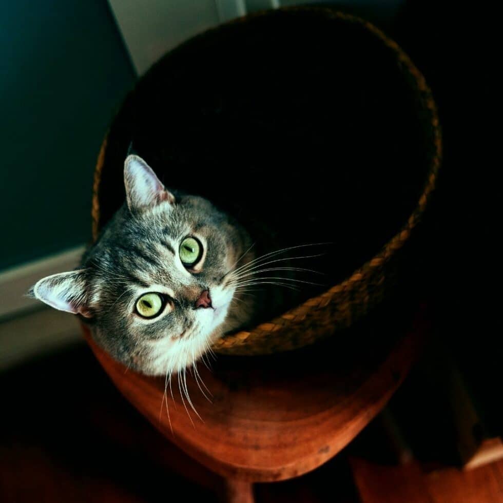 Les meilleurs paniers de rangement pour les jouets de votre chat - La Psy de mon chat