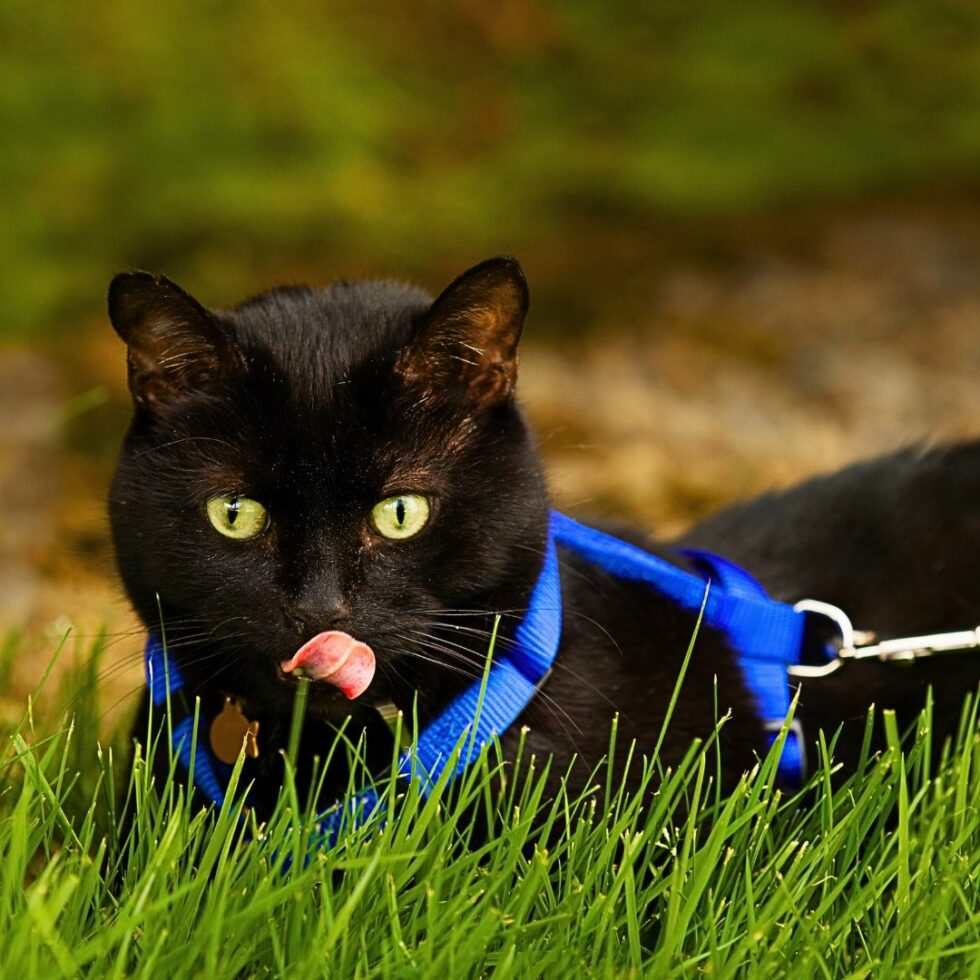 Accessoires pour chat dans le style design bleu - La Psy de mon chat